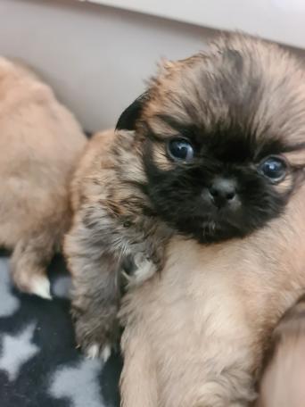 Dogs & Puppies, Rehome Buy and Sell | Preloved