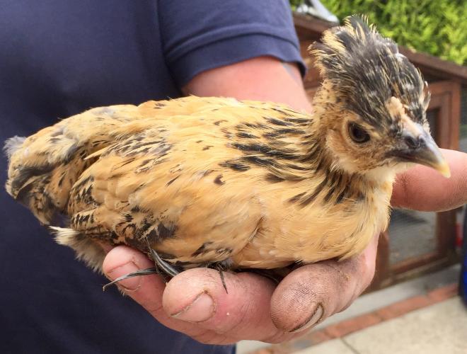 Beautiful Pekin Bantam Cross Silkie Chicks For Sale in Bradford, West ...