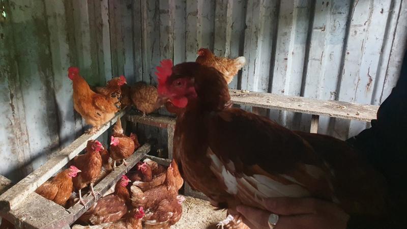 Warren Hens 9 Month Old For Sale In Rochdale Preloved warren-hens-9-month-old-for-sale-in-rochdale-preloved
