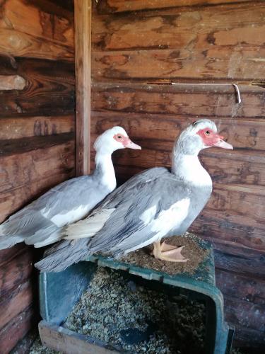 lavender muscovy ducks For Sale in Lancaster, Lancashire | Preloved