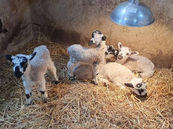 Pet Lambs/Cade Lambs For Sale in Barnard Castle, Co Durham | Preloved
