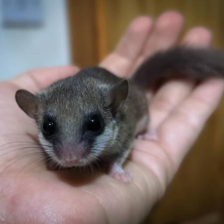 Micro Squirrels /African Pygmy Dormice For Sale in Northampton, County ...
