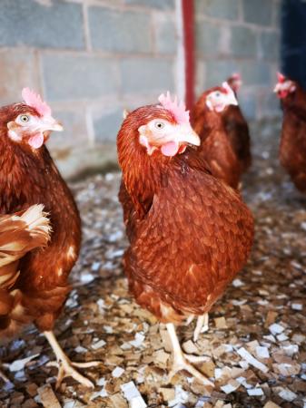 Warren Hens - Point of Lay. Discount Available For Sale in Hereford ...