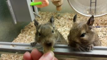 Degu for sale in UK | 68 second-hand Degus