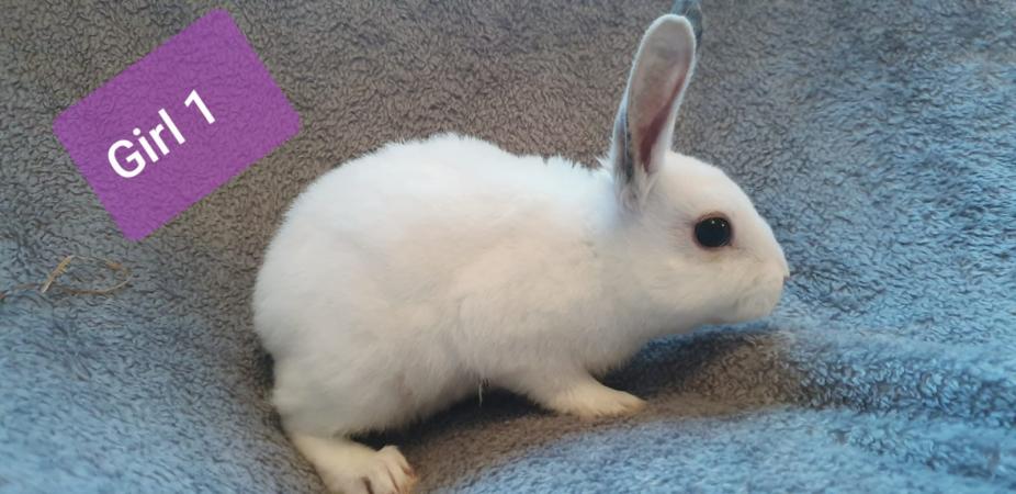 old English rabbits For Sale in Waterlooville, Hampshire | Preloved
