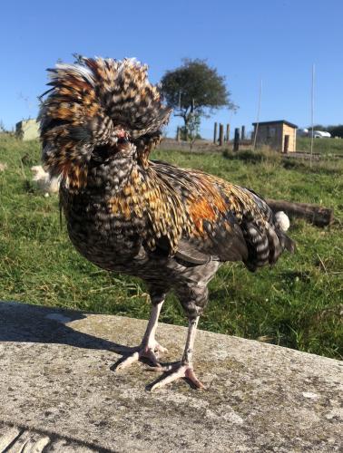 Polish chicken cockerel For Sale in Cheltenham, Gloucestershire | Preloved