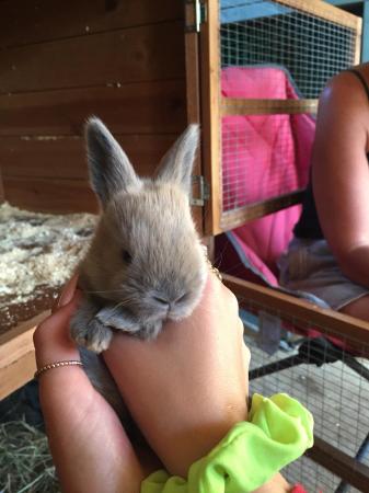 Rare breed swiss fox baby rabbits For Sale in Salisbury, Wiltshire ...