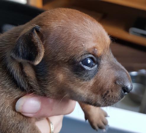 Jack Russell x miniature pinscher pups For Sale in Rotherham, South ...