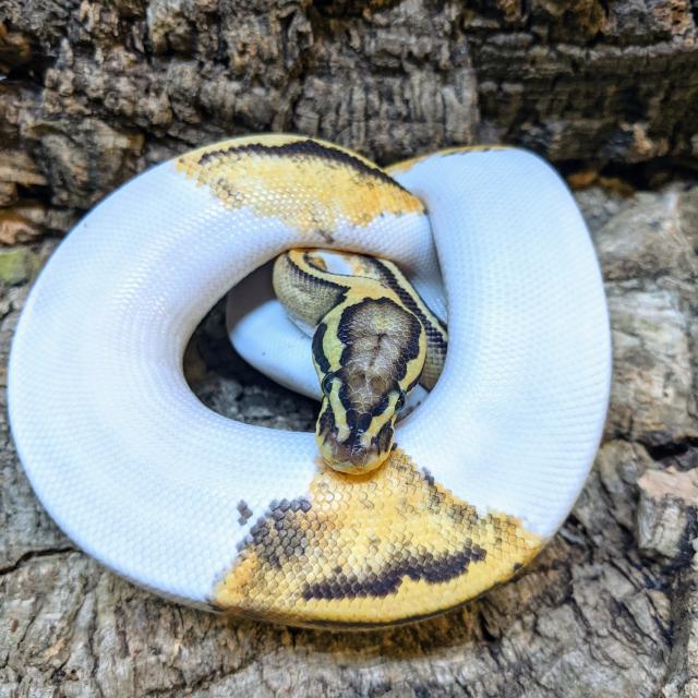 1.0 CB20 Firefly Pied Ball Python For Sale in Littlehampton, West ...