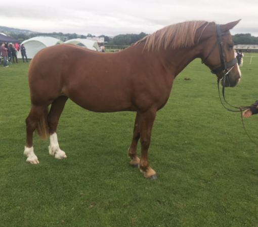 15hh Welsh Section D Mare For Sale in Northwich, Cheshire | Preloved