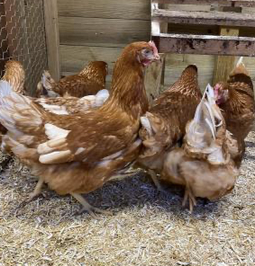 warren chickens - Local Classifieds | Preloved