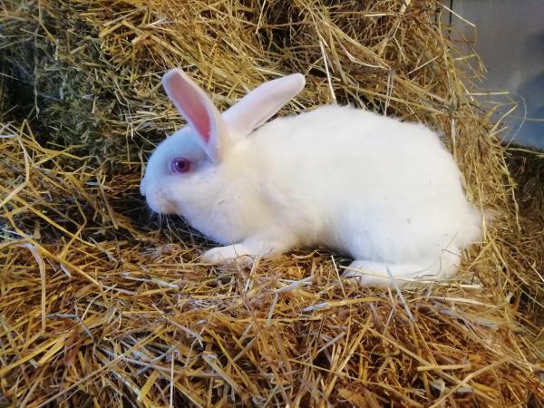 Florida White Rabbits for sale For Sale in Scarborough, North Yorkshire ...