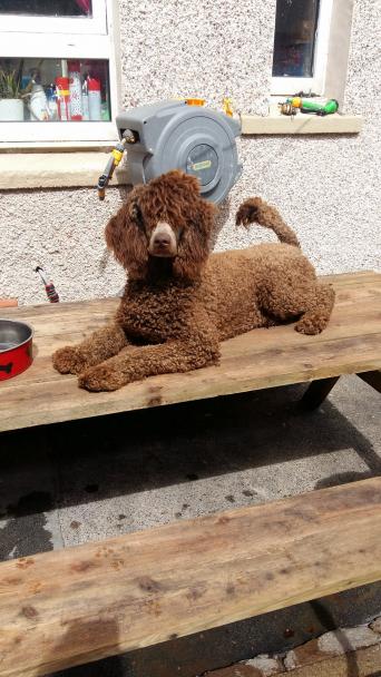 Dogs and Puppies, Rehome Buy and Sell in the UK and Ireland | Preloved