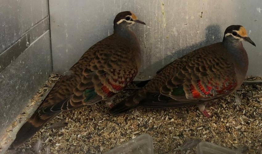 bronze winged pigeons For Sale in Abbotsley, Cambridgehire | Preloved