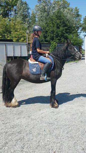 cheap ponies - Horses & Ponies, For Sale | Preloved