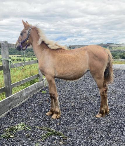 Connemara x Cob yearling Filly For Sale in Leeds, West Yorkshire | Preloved