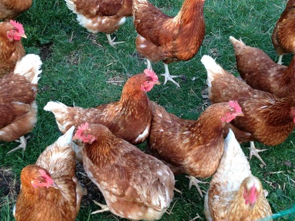 Free range lohmann brown chickens for sale For Sale in Colchester ...