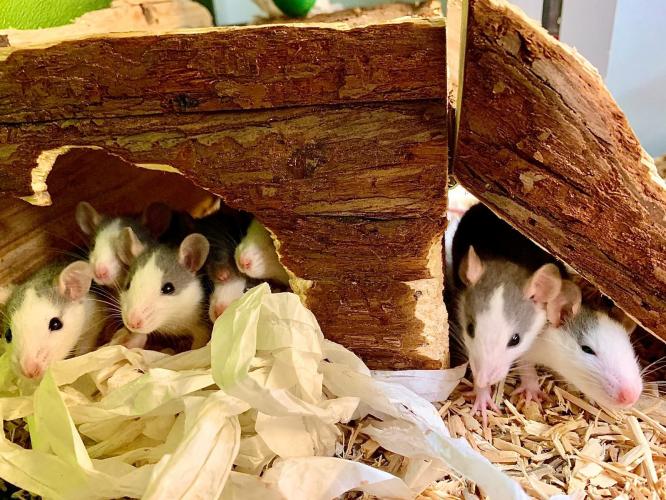 Male and Female Rats Available For Sale in Hemel Hempstead ...