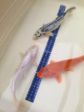 Ghost Carp for sale in UK | 71 second-hand Ghost Carps