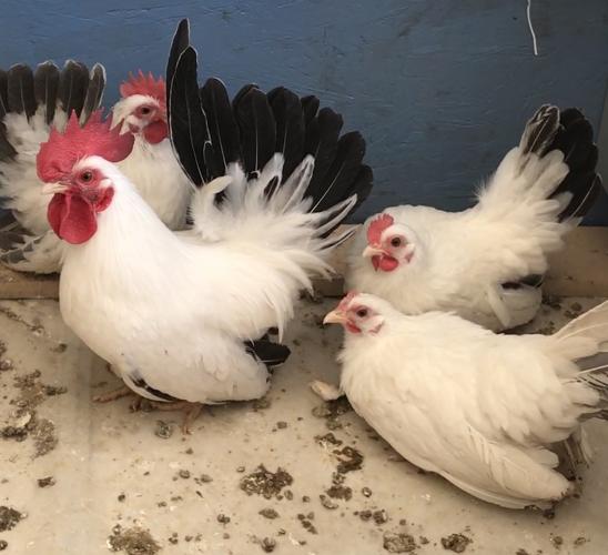 Japanese bantams SOLD For Sale in Minster, Kent | Preloved