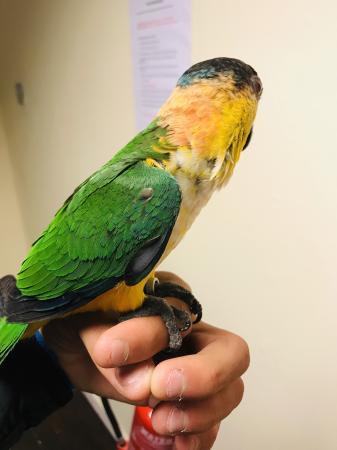 Baby black Headed Caique Talking Parrot Tame For Sale in Nottingham ...