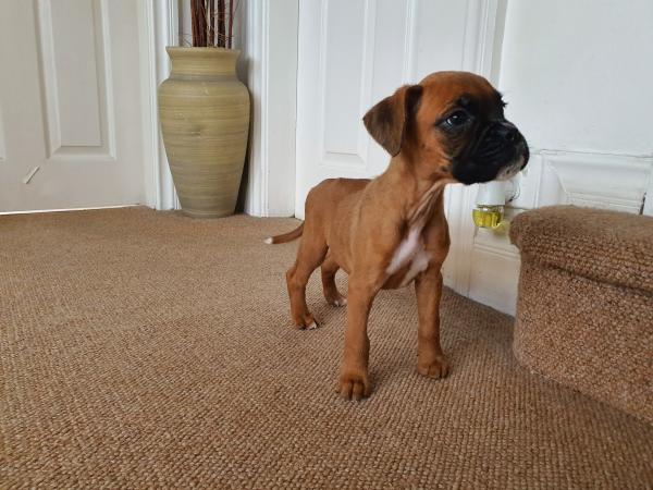 bobtail and tailed Boxer Puppies For Sale in Ashby Scunthorpe, North ...