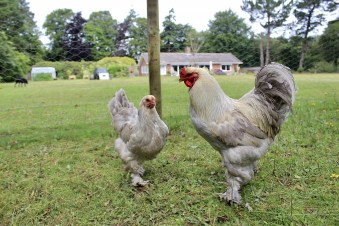 6X RARE BREED ISABELLA BRAHMA HATCHING EGGS FOR SALE For Sale in ...