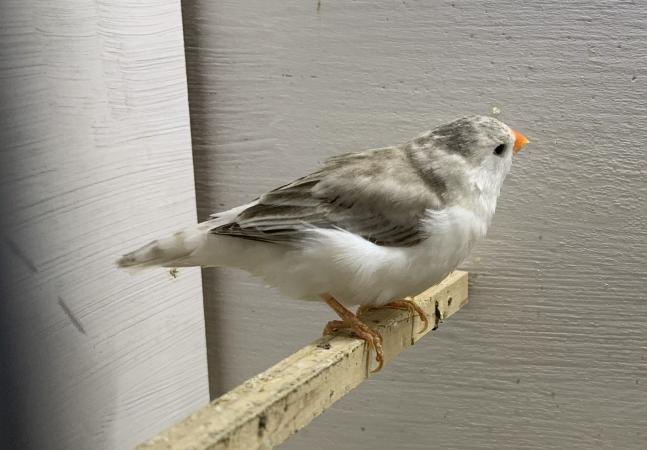 STUNNING PENGUIN ZEBRA FINCH PAIR For Sale in Coventry, Warwickshire ...