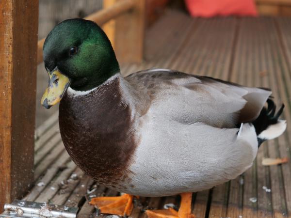 Young & Handsome Male Mallard Call Duck For Sale in Kingswinford, West ...