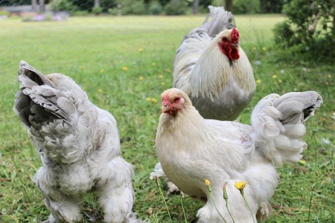 6X RARE BREED ISABELLA BRAHMA HATCHING EGGS FOR SALE For Sale in ...