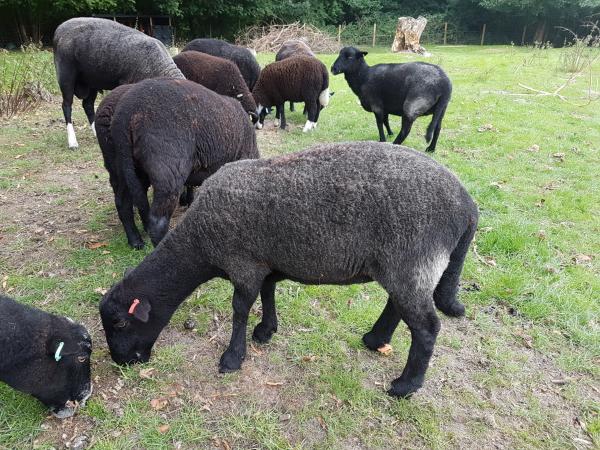 BWM x Herdwick x Zwartble various ewes & lambs For Sale in Oswestry ...
