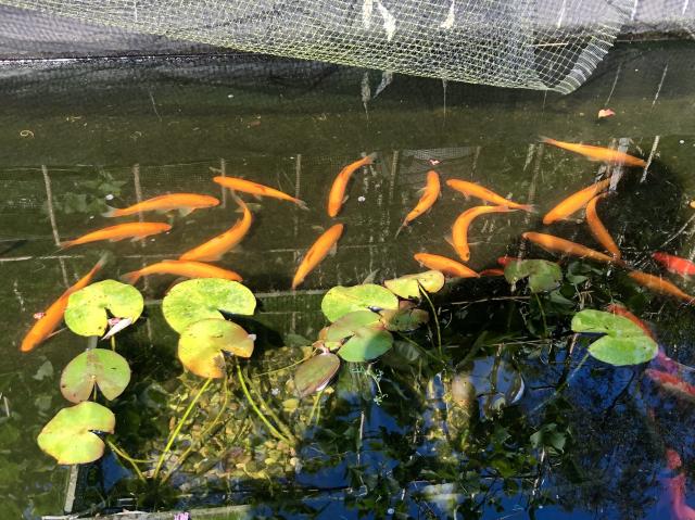 Healthy Golden Orfe for sale (roughly 7-9in each) For Sale in Solihull ...