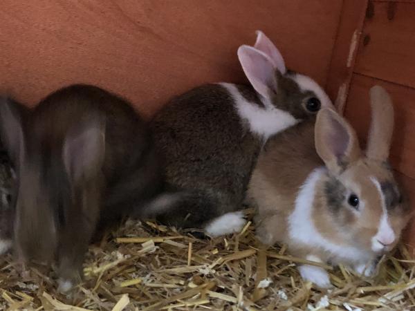 Mixed breed baby rabbits, mixed with pure dutch For Sale in Corby ...