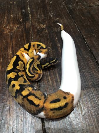 Female Multiple Emoji Pied Ball Python 2020 Hatchling Snake For Sale in ...