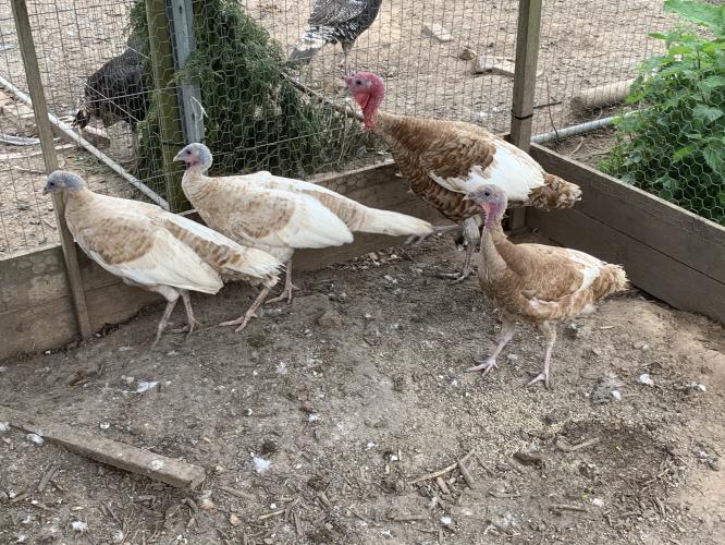 Quartet of breeding bourbon red turkeys For Sale in Wrexham | Preloved