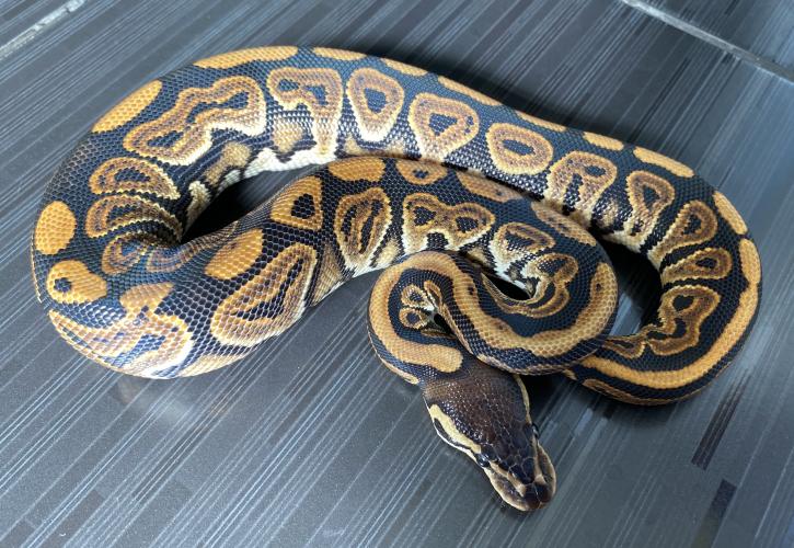 Black Pastel Het Clown Royal Python For Sale in Cannock, Staffs | Preloved