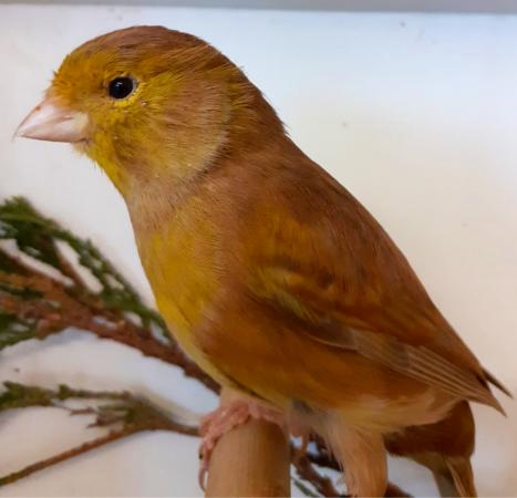 Canaries (phaeo) For Sale in Burslem, Staffs | Preloved