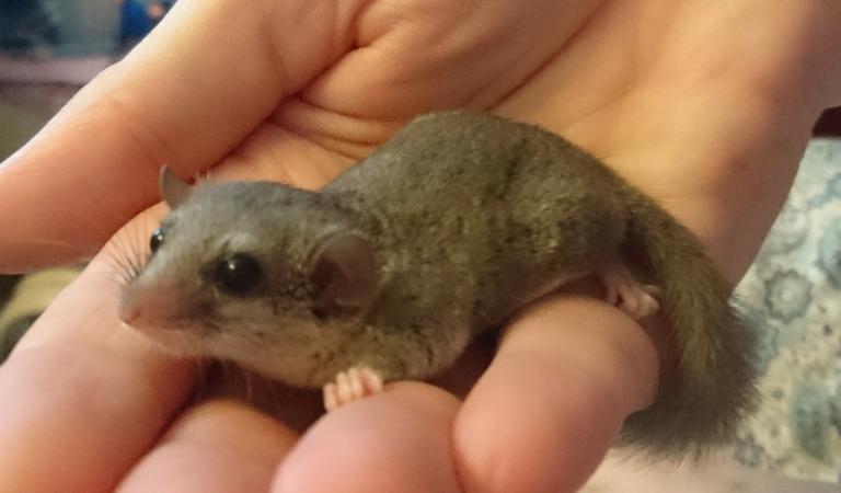 African Pygmy Mice (Micro-squirrel) For Sale in Peterlee, County Durham ...