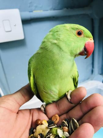 Beautiful baby Ringneck Talking Parrot For Sale in Nottingham | Preloved
