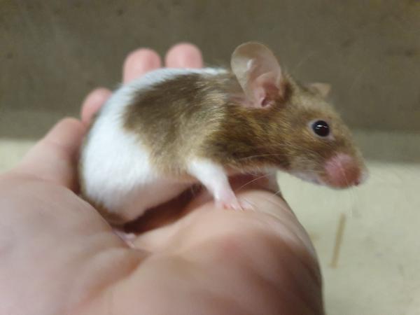 Fancy Mice Satin, Longhair, Tri, Siamese For Sale in Redruth, Cornwall ...