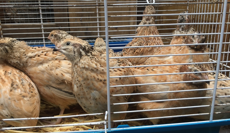 GOLDEN ITALIAN JUMBO QUAIL For Sale in Maidstone, Kent | Preloved