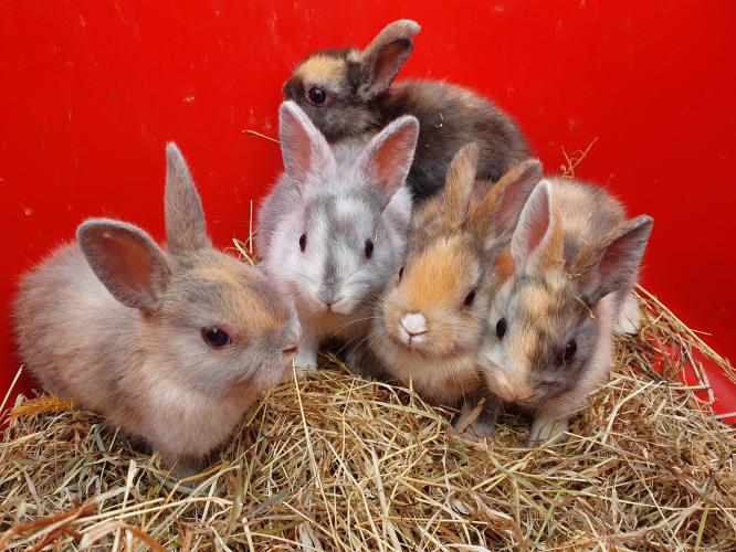 Netherland Dwarf Baby Bunnies For Sale in Redruth, Cornwall | Preloved