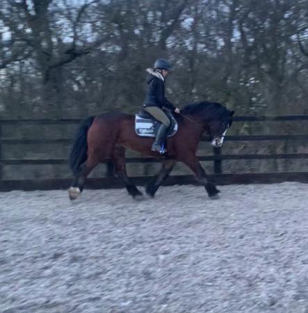 Gorgeous 15hh Chunky Cob Gelding For Sale in Benfleet, Essex | Preloved
