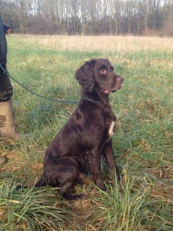 cockador or cockerdor or spanador or springador or springerdor - Dogs ...