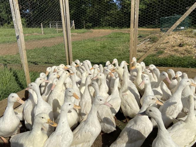 Laying ducks For Sale in Romsey, Hampshire | Preloved