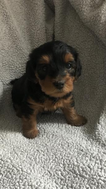 pets 4 home - Dogs & Puppies, Rehome Buy and Sell | Preloved