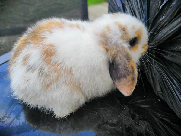Baby Rabbit Boy For Sale in Dewsbury, West Yorkshire | Preloved