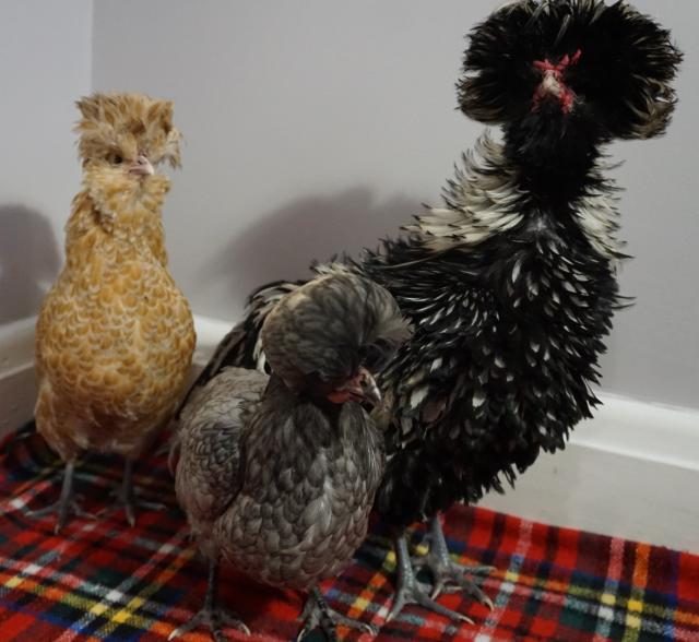 Frizzle Polish chicken fertile hatching eggs For Sale in Leicester ...