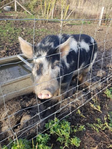 mixed breed pig For Sale in Peacehaven, East Sussex | Preloved