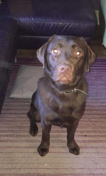 Dogs and Puppies, Rehome Buy and Sell in the UK and Ireland | Preloved